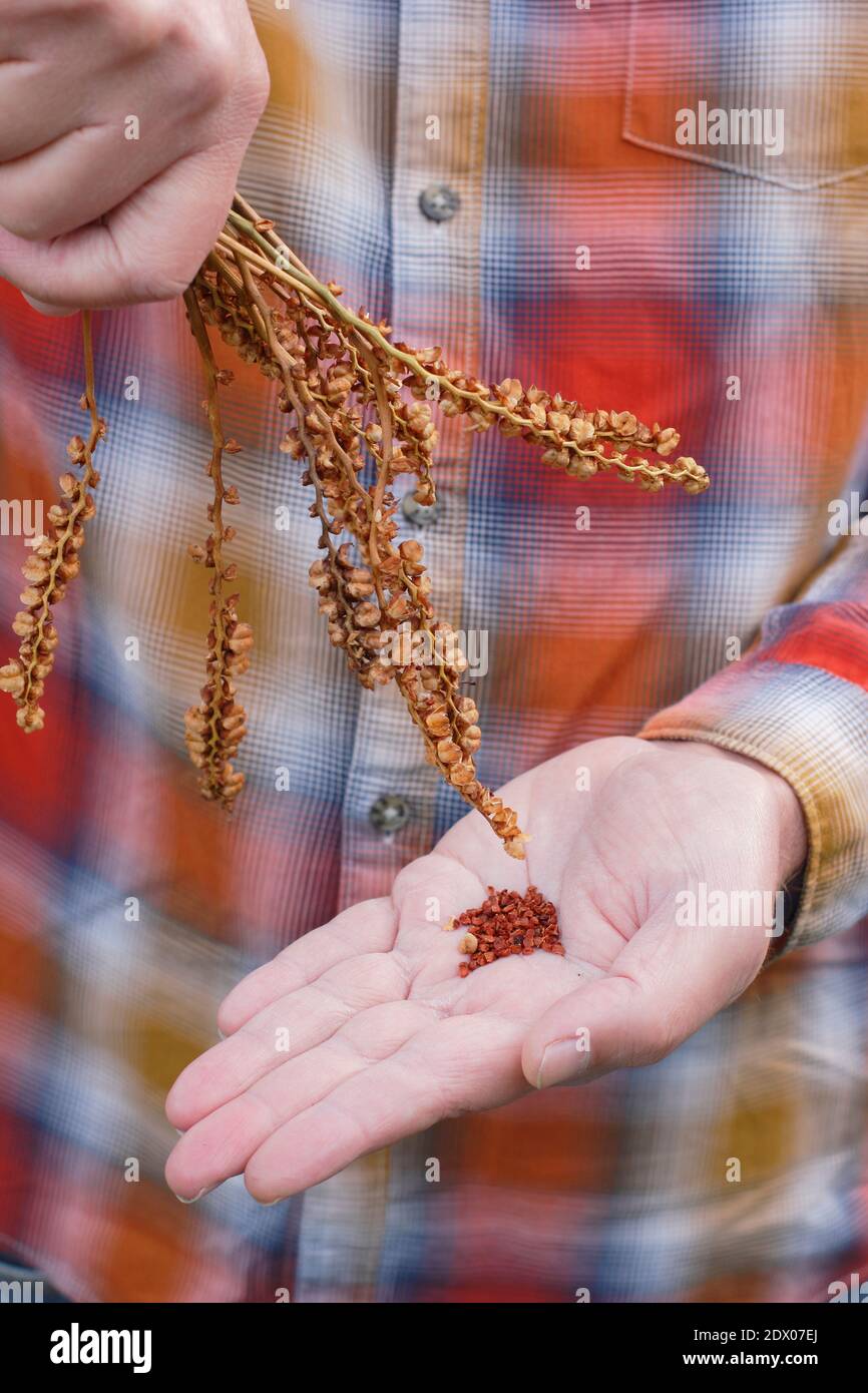 Crocosmia seeds hi-res stock photography and images - Alamy
