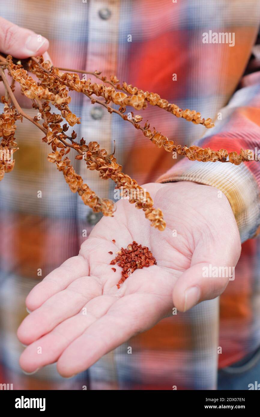 Crocosmia lucifer seeds hi-res stock photography and images - Alamy