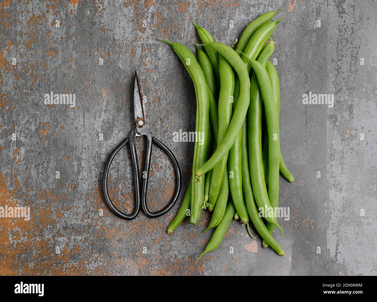Mamba not snake hi-res stock photography and images - Alamy
