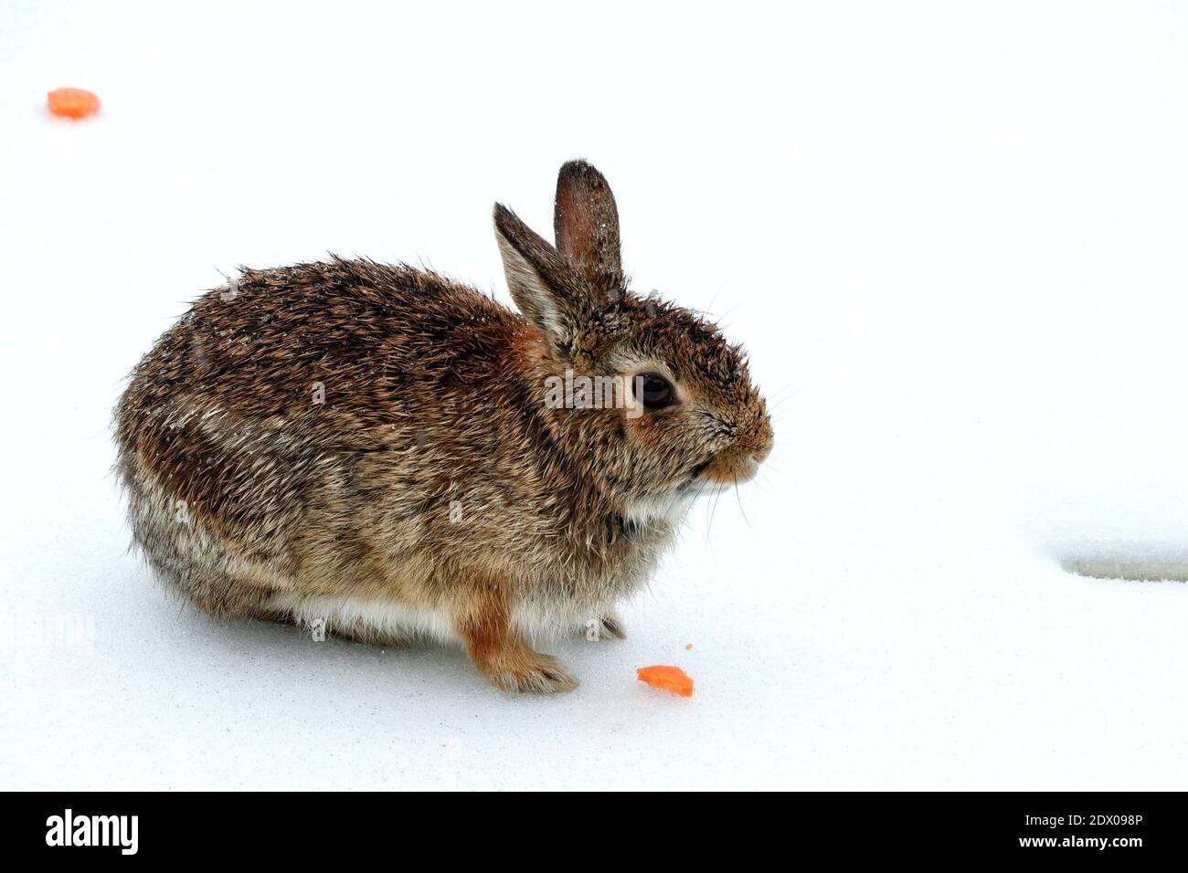 Hungry bunny hi-res stock photography and images - Alamy