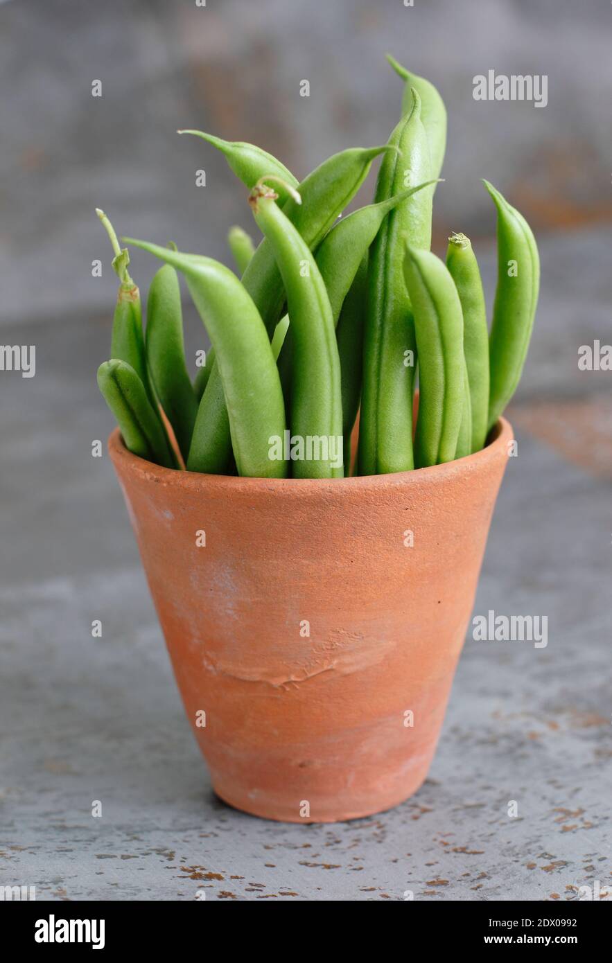 French beans uk garden pot hi-res stock photography and images - Alamy