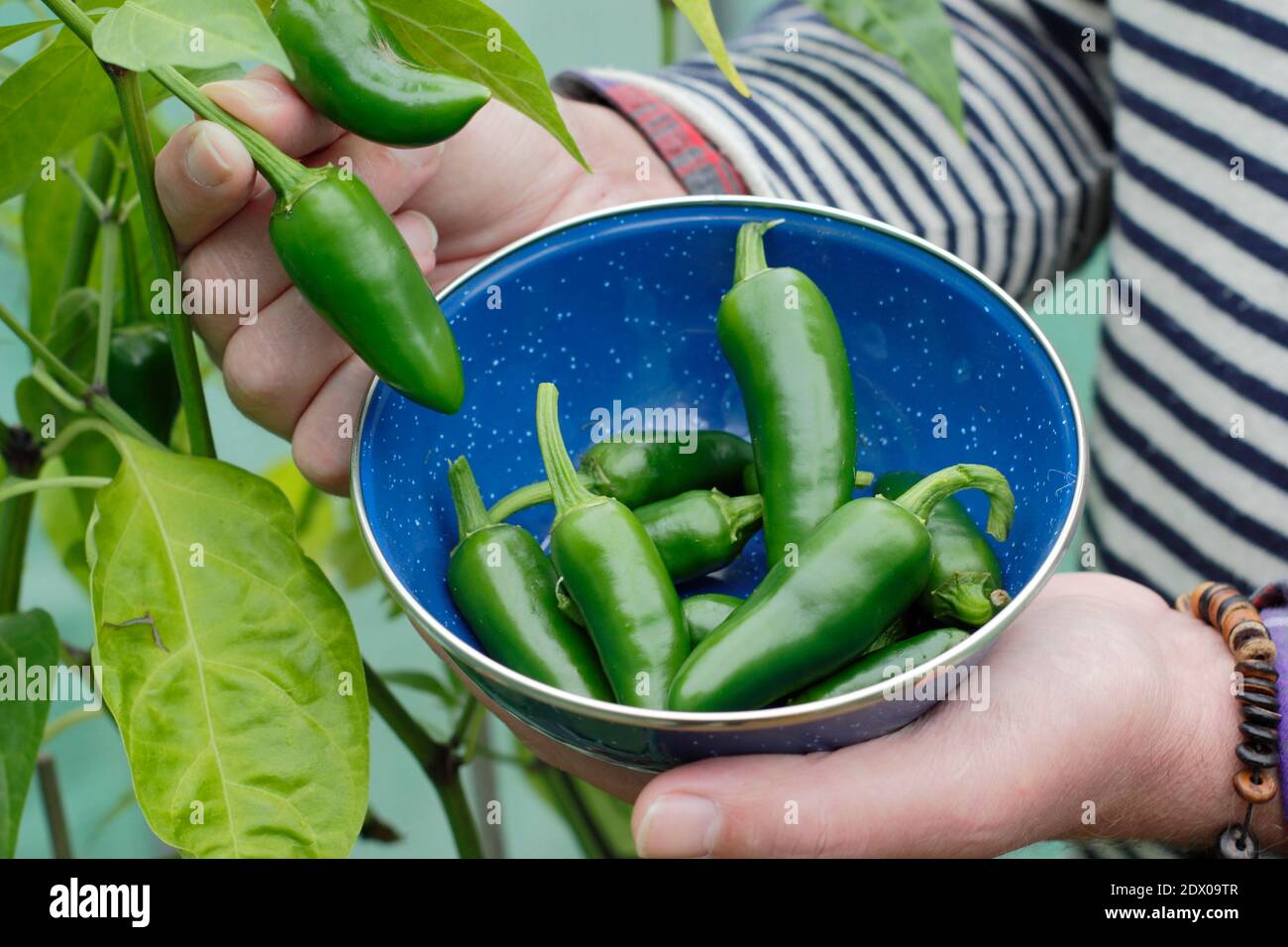 Capsicum annuum. Harvesting green jalapeno chilli peppers by hand in a ...