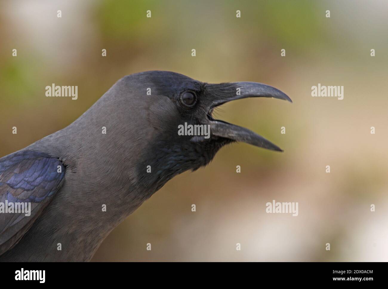 Nature of egypt hi-res stock photography and images - Alamy