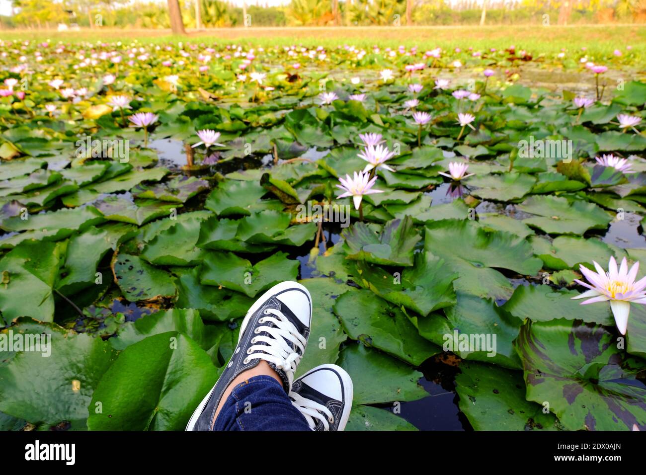 Section water lily High Resolution Stock Photography and Images - Alamy
