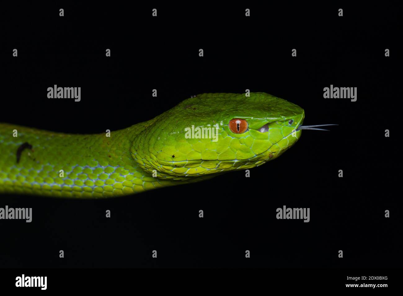 Bamboo pit viper snake hi-res stock photography and images - Alamy