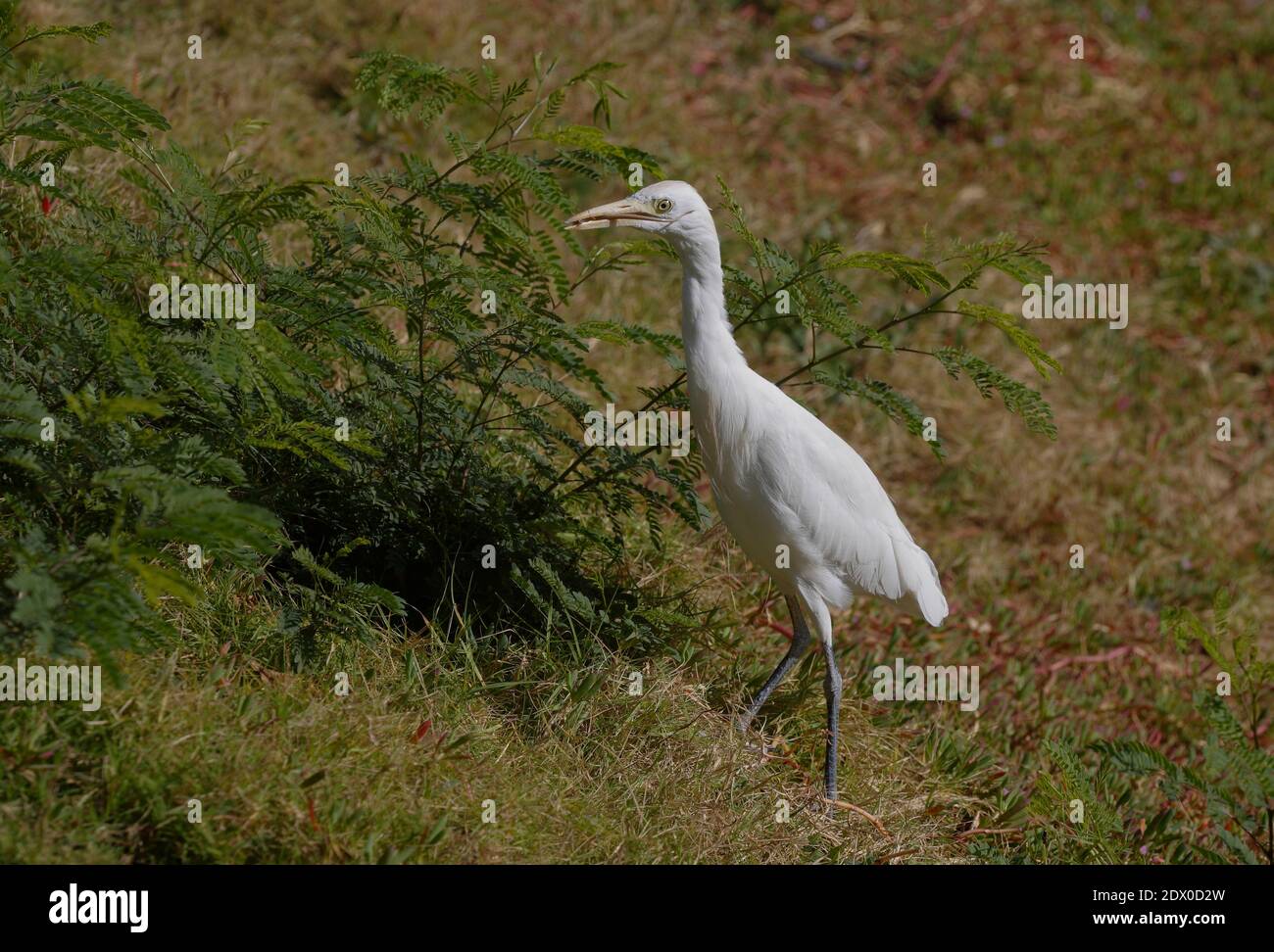Egypt egret hi-res stock photography and images - Alamy
