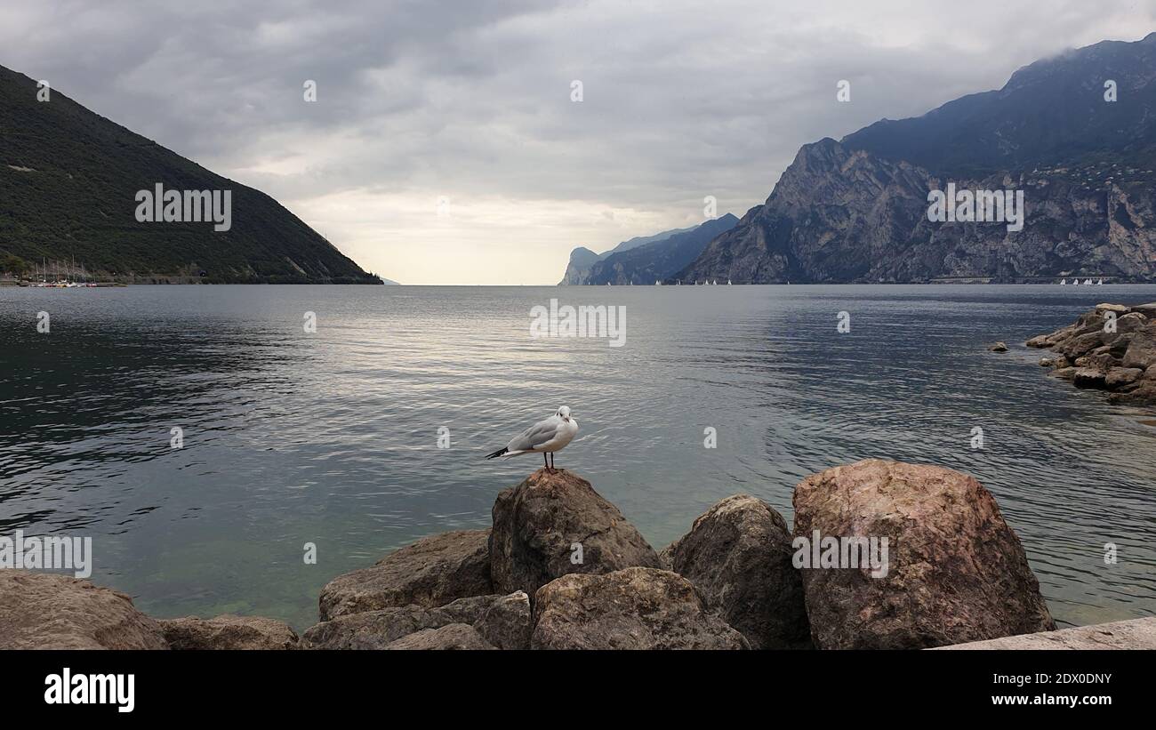 Sch%C3%B6Ne Gef%C3%A4Hrliche Tiere Im Gardasee Bilder