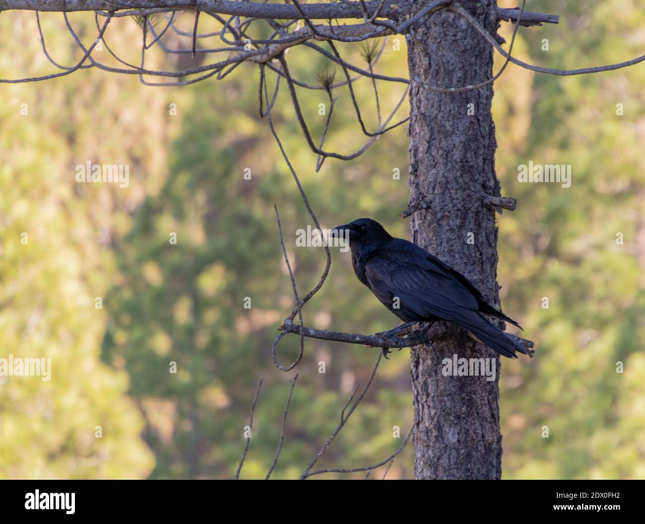 A selective focus shot of an American crow perched on a tree Stock ...