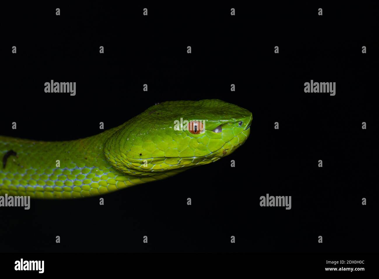 Bamboo pit viper snake hi-res stock photography and images - Alamy