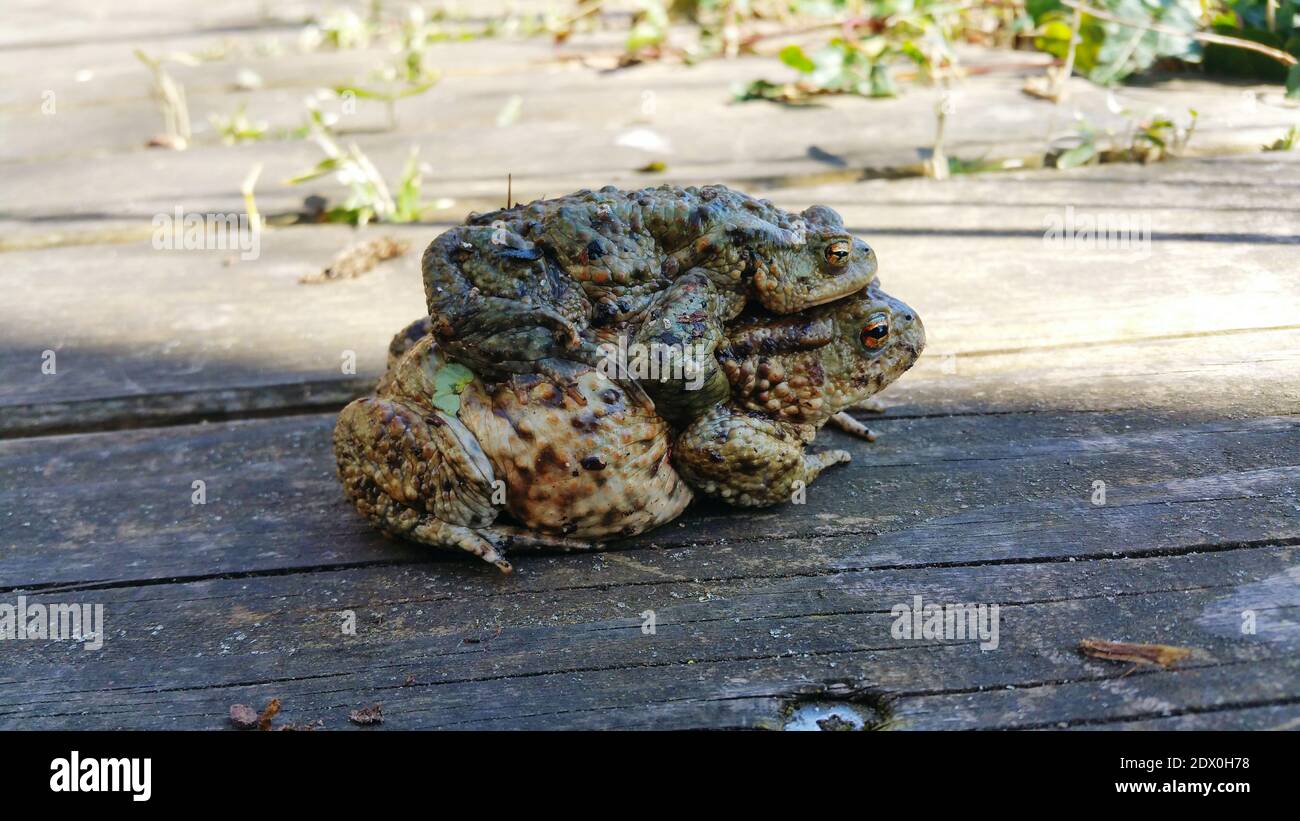 Love Toads High Resolution Stock Photography and Images - Alamy