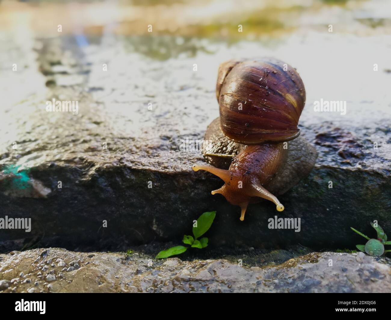 Slippery animals hi-res stock photography and images - Alamy