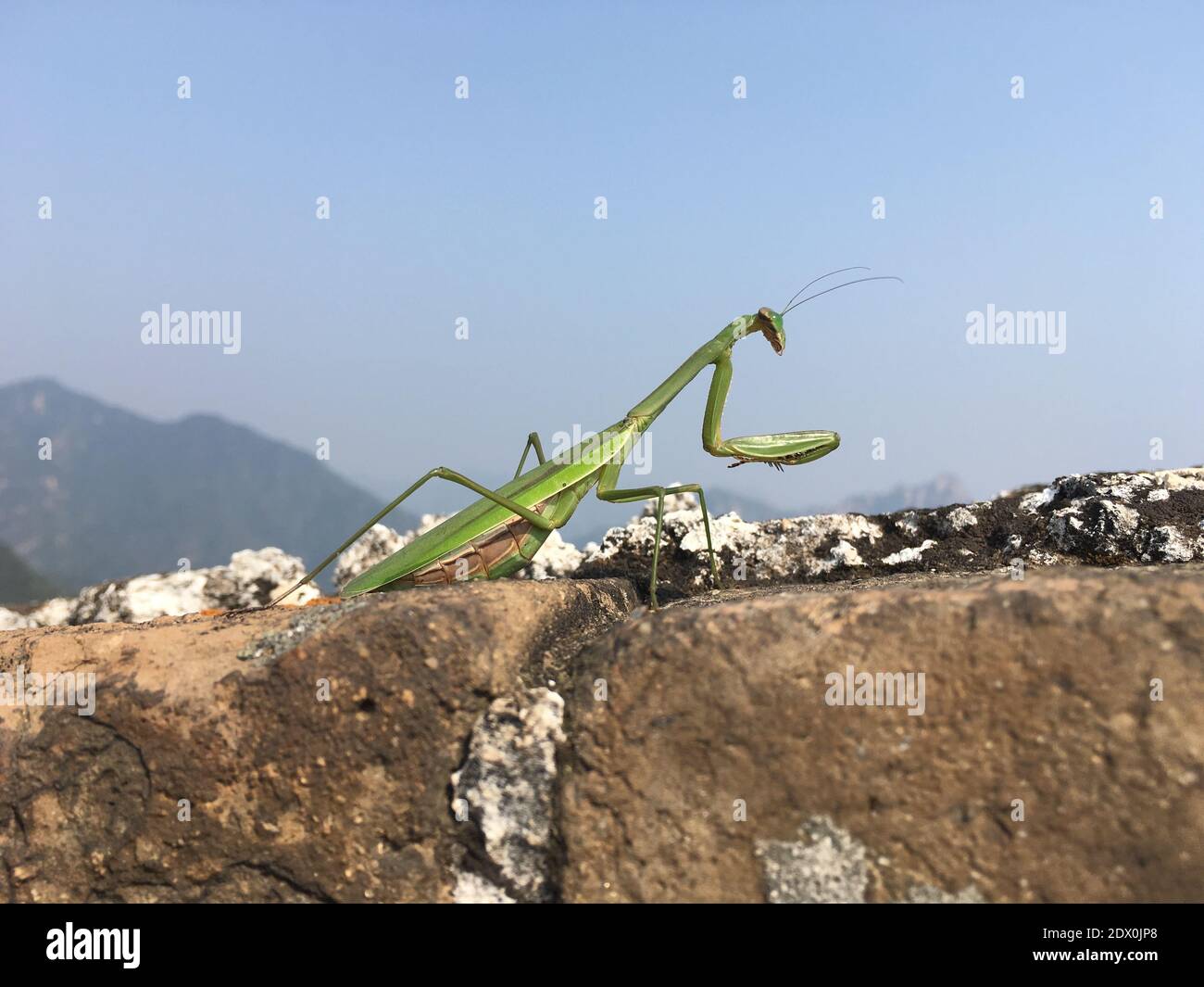 Mantis Standing On Top Of Great Wall Of China With Blue Sky Background ...