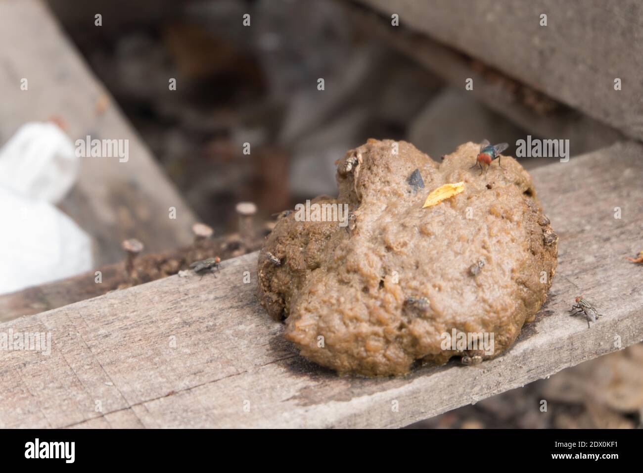Wild feces hi-res stock photography and images - Alamy