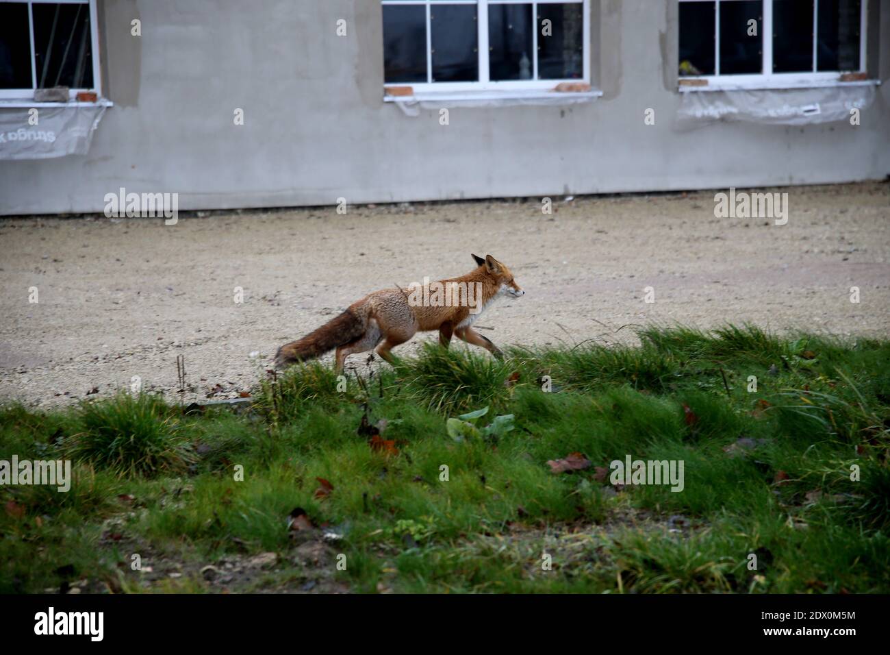 Red Fox, walks around the city without fear of people, Kedainiai ...