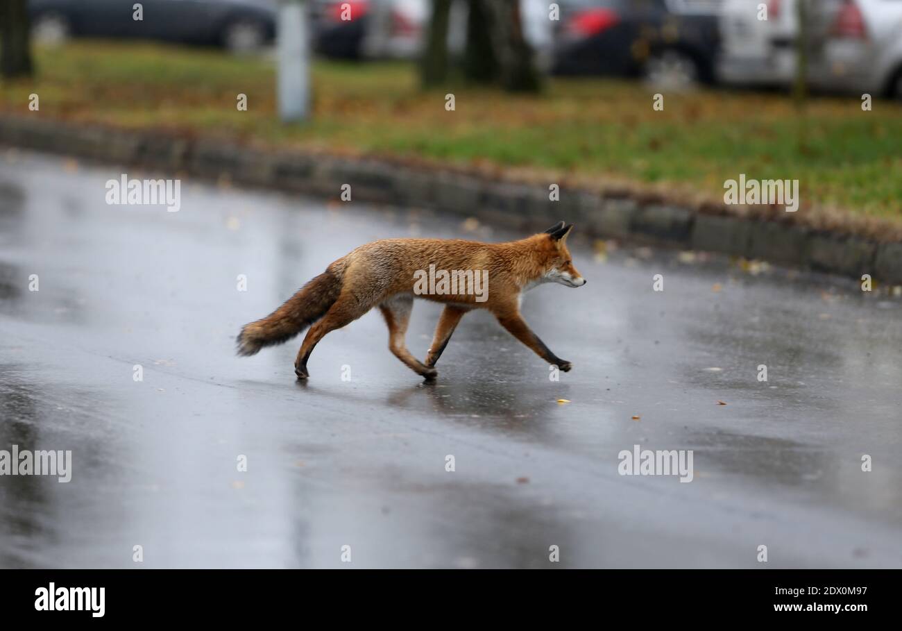 Red Fox, walks around the city without fear of people, Kedainiai ...