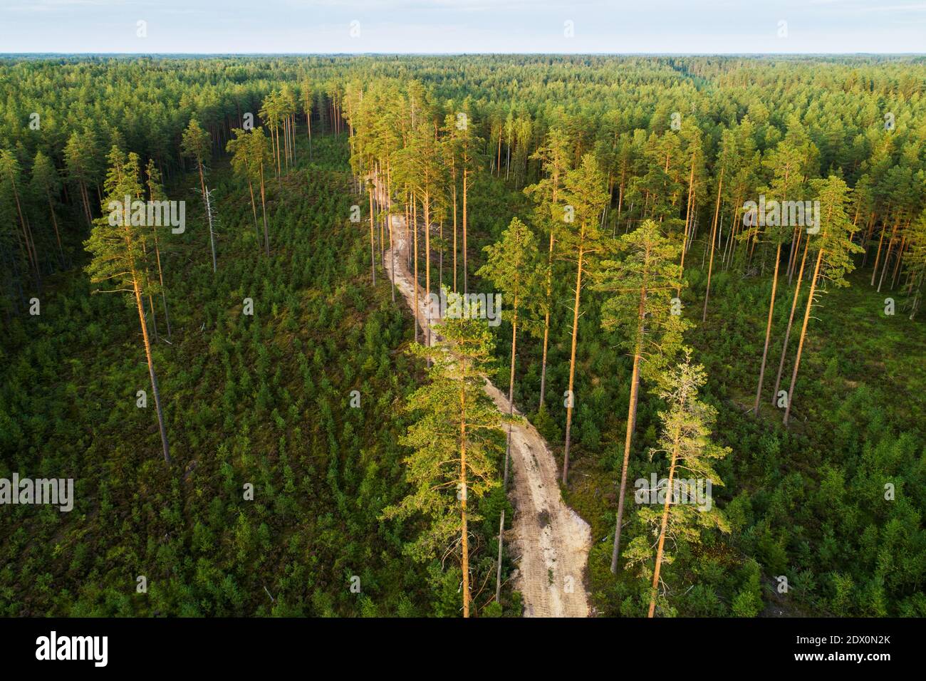 Logging trees aerial hi-res stock photography and images - Alamy