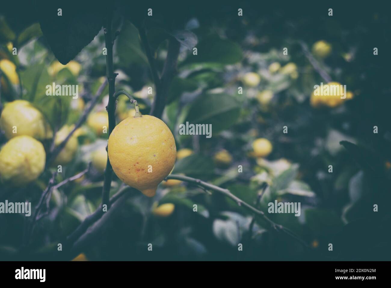 Lemons hanging on the tree branch Stock Photo - Alamy