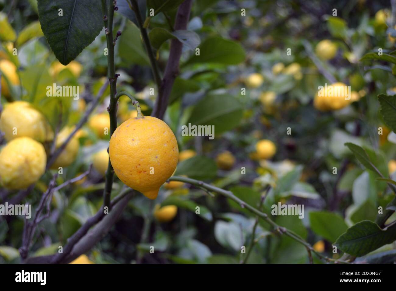 Bunch lemons on branch hi-res stock photography and images - Alamy