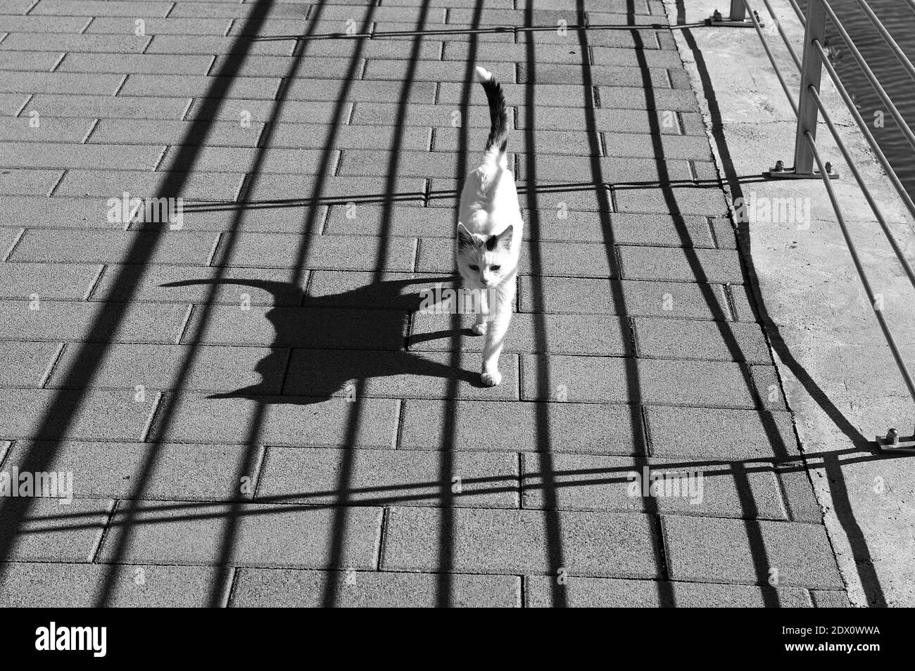 Walking cats Black and White Stock Photos & Images - Alamy