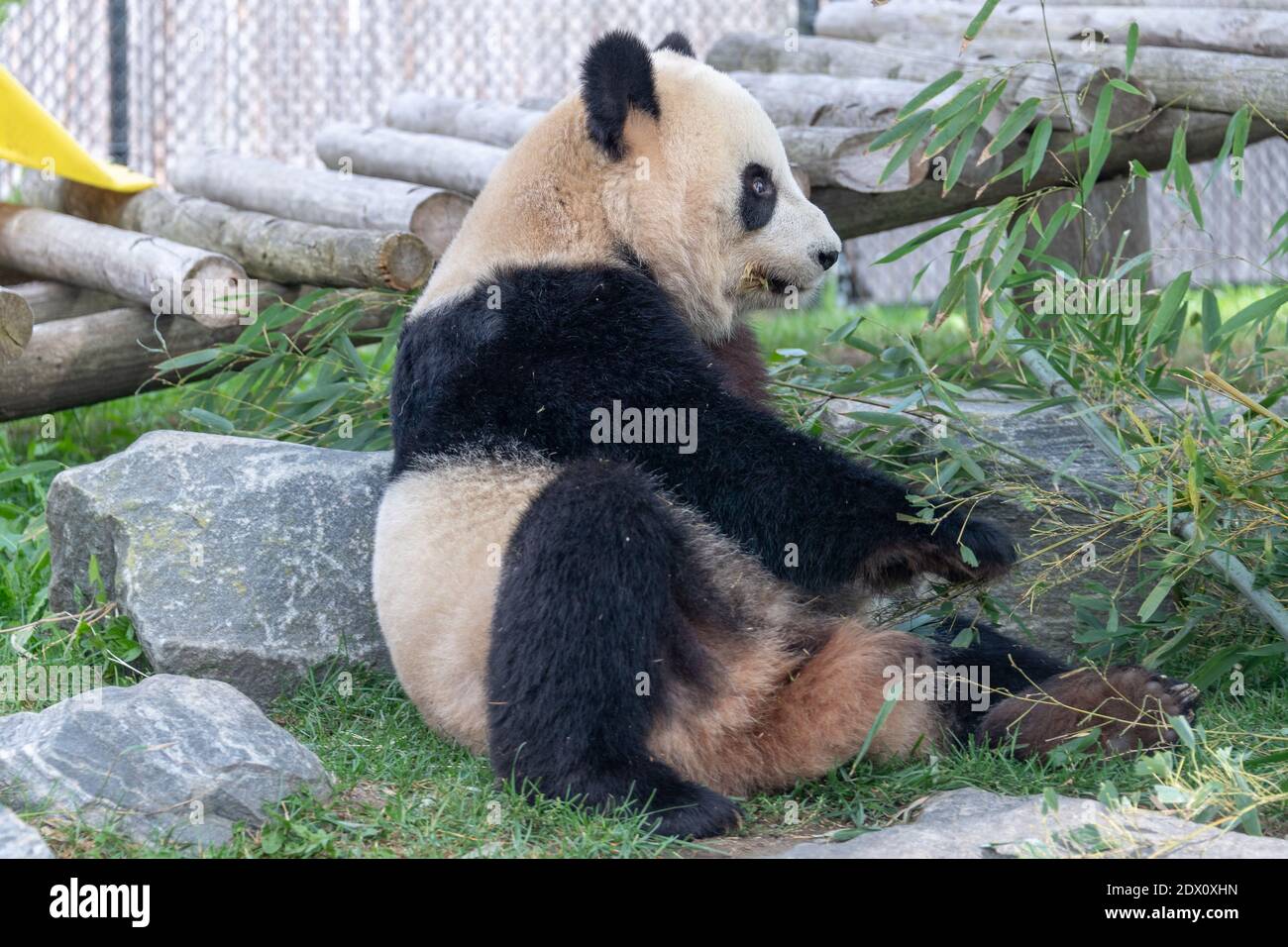 Giant Panda Bear Animal Stock Photo - Alamy