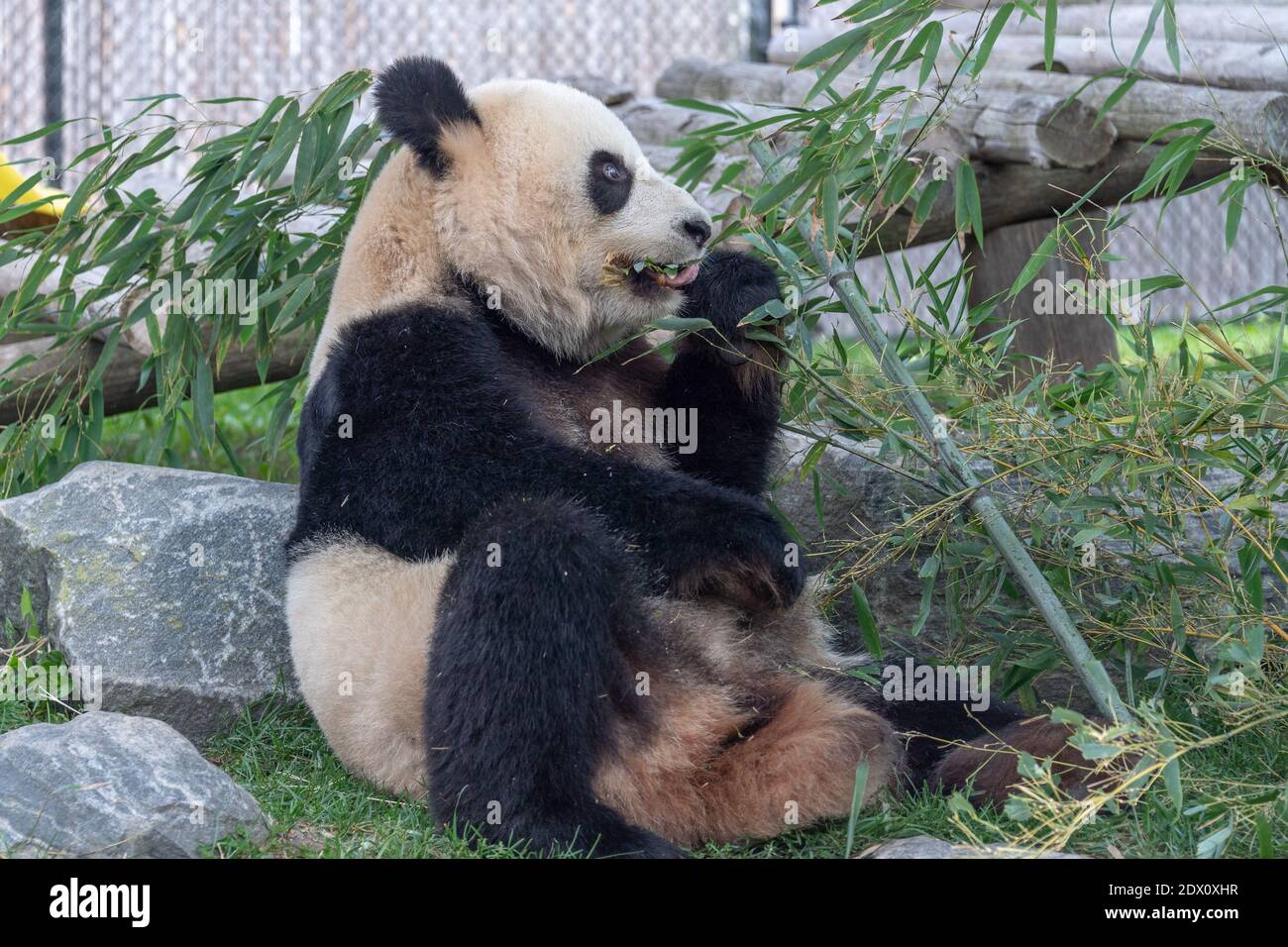 Panda bear zoo hi-res stock photography and images - Alamy