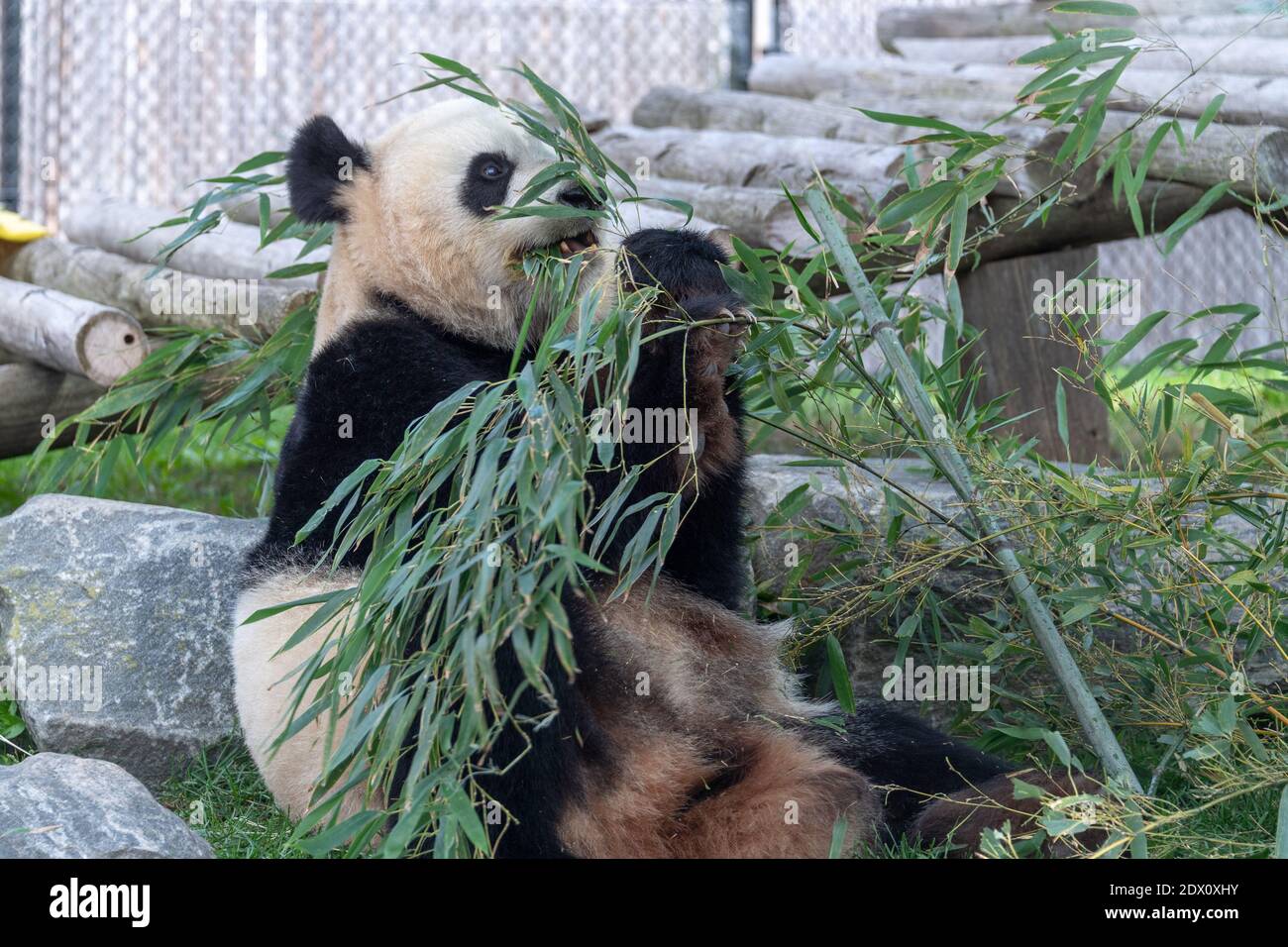 Panda Bear Cubs High Resolution Stock Photography and Images - Alamy