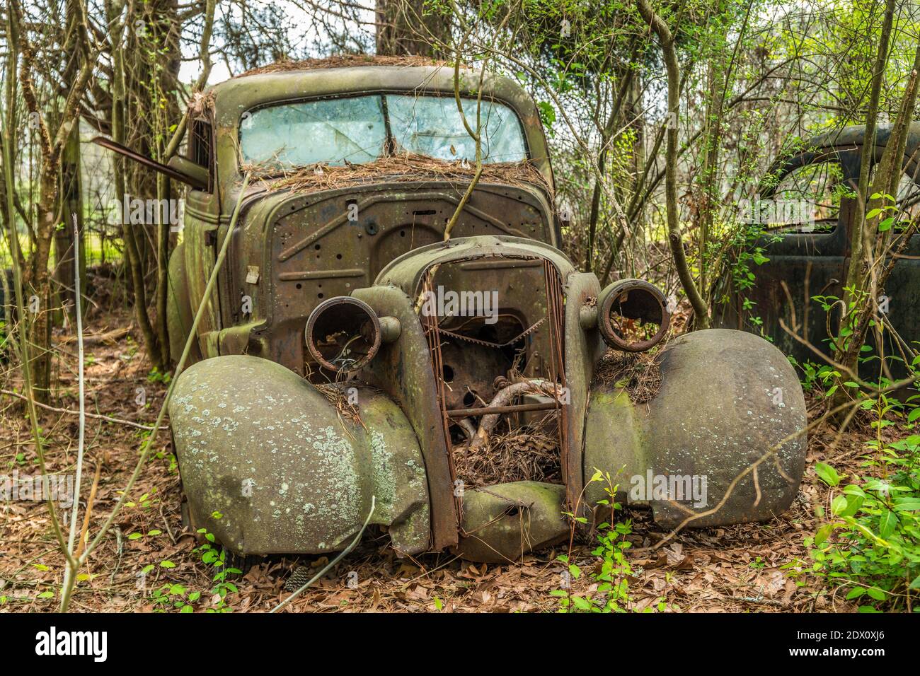 Weathered and decaying old vintage car abandoned in the woods covered with lichen and rust Stock ...