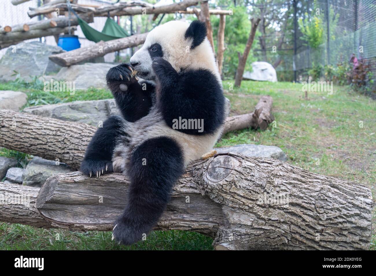 Panda bear cub hi-res stock photography and images - Alamy