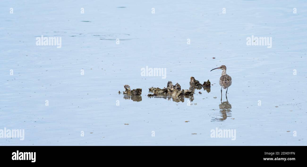 Eurasian curlew or common curlew (Numenius arquata). Marshes of Bengoa ...