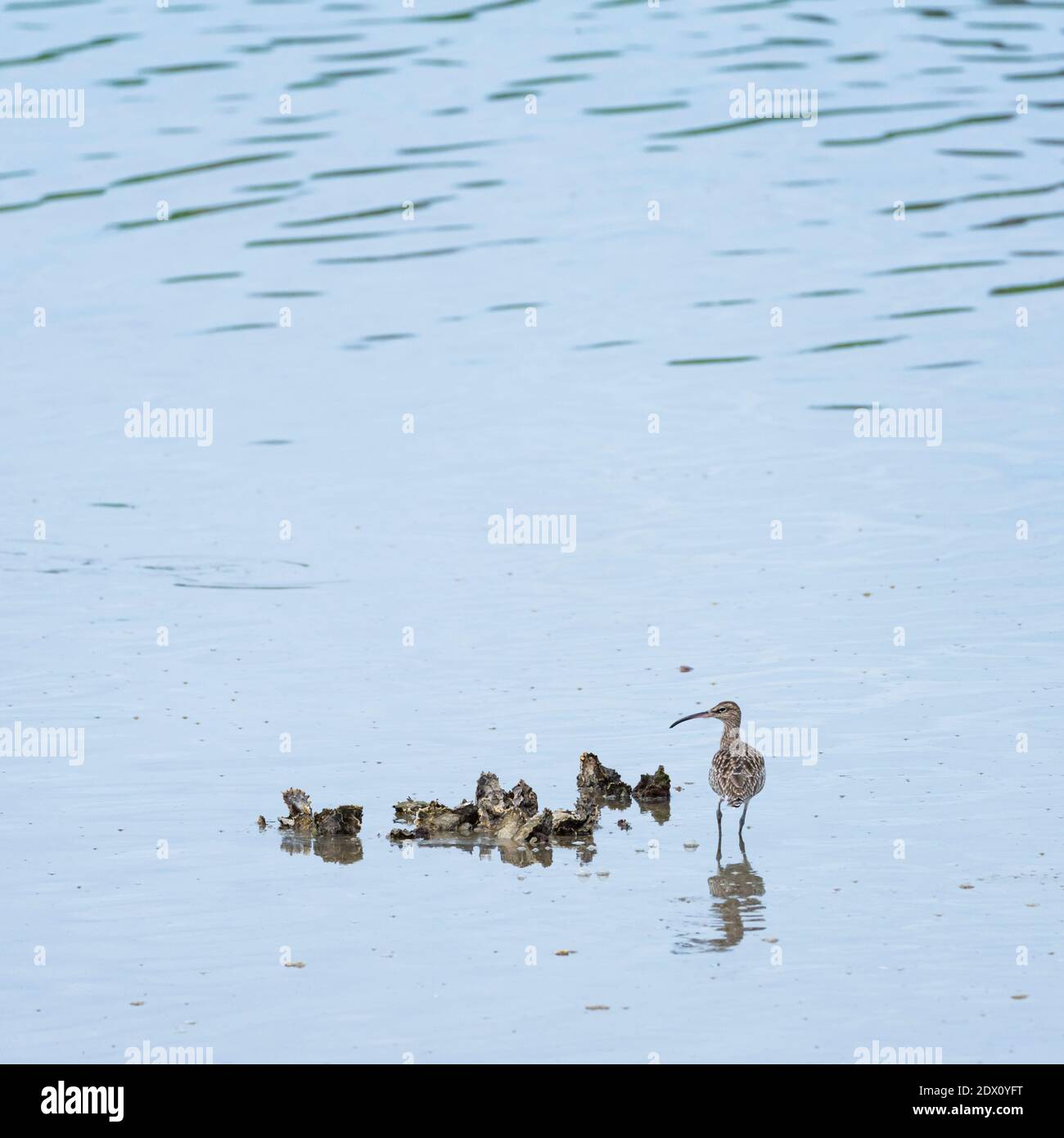 Eurasian curlew or common curlew (Numenius arquata). Marshes of Bengoa ...