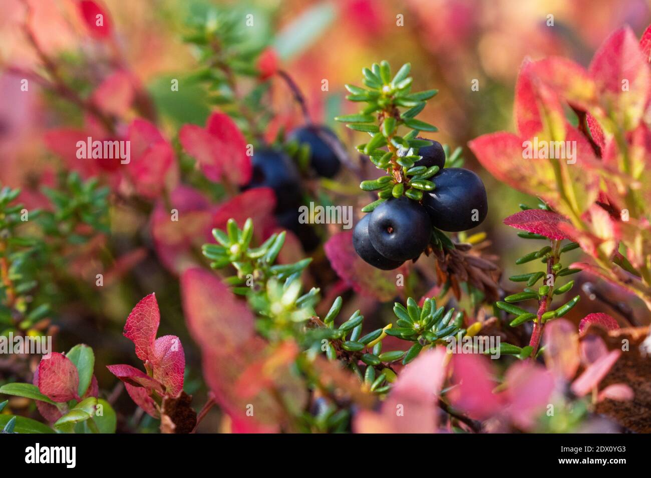 Black crowberry hi-res stock photography and images - Alamy