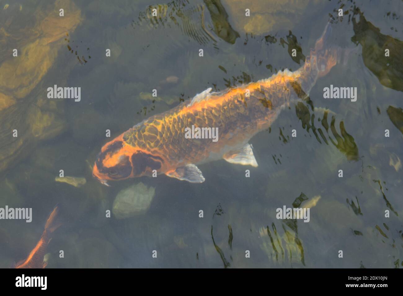 Carper hi-res stock photography and images - Alamy