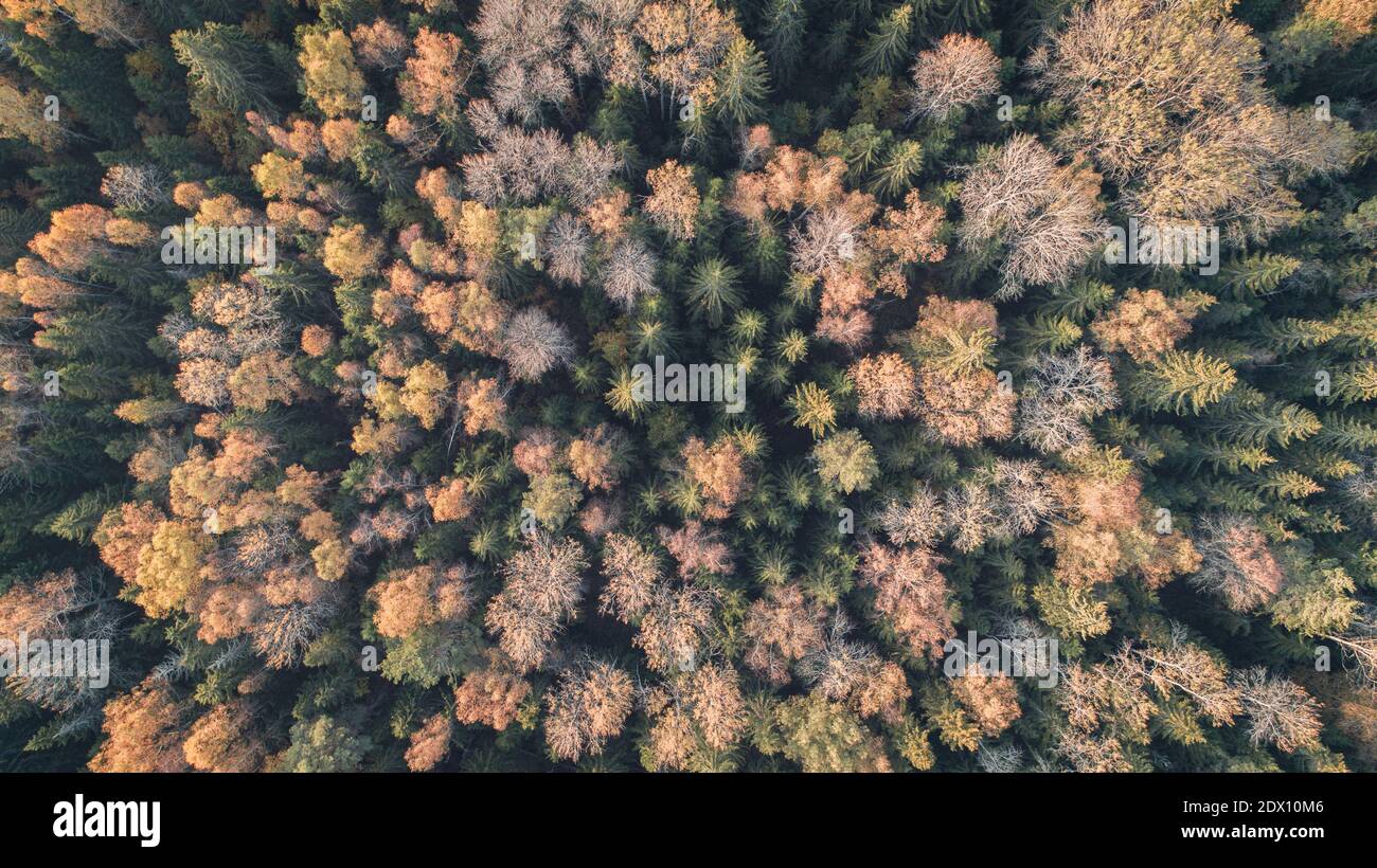 Colourful autumn colours in forest form above, captured with a drone ...