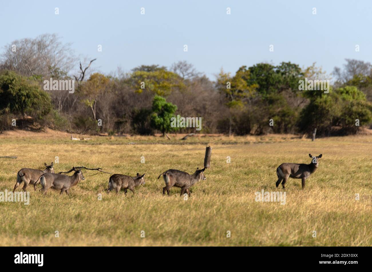 Waterbuck kafue national park hi-res stock photography and images - Alamy