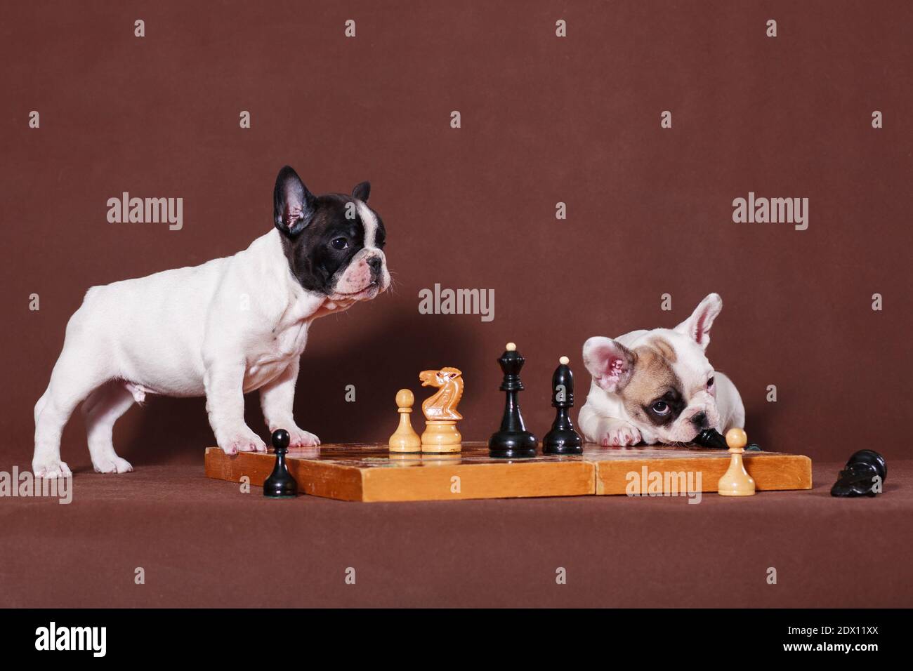 Two cute white French bulldog puppies playing chess on a brown ...