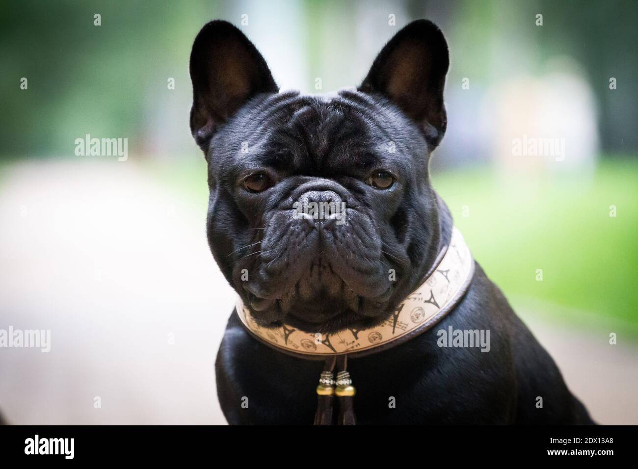 Portrait of a black dog French Bulldog outdoors in summer in the rain ...