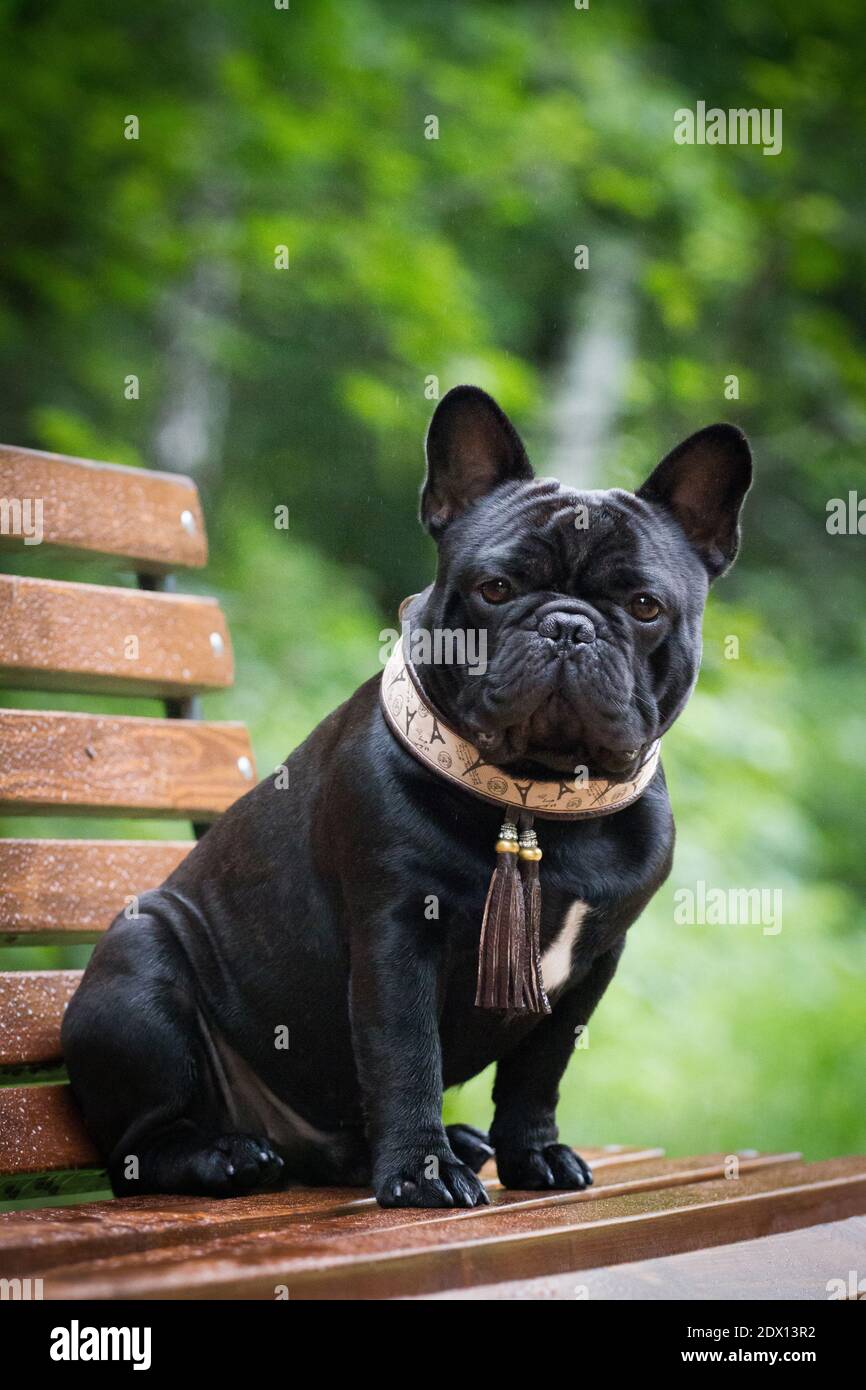 black dog french bulldog sitting on a bench outdoors in summer in the ...