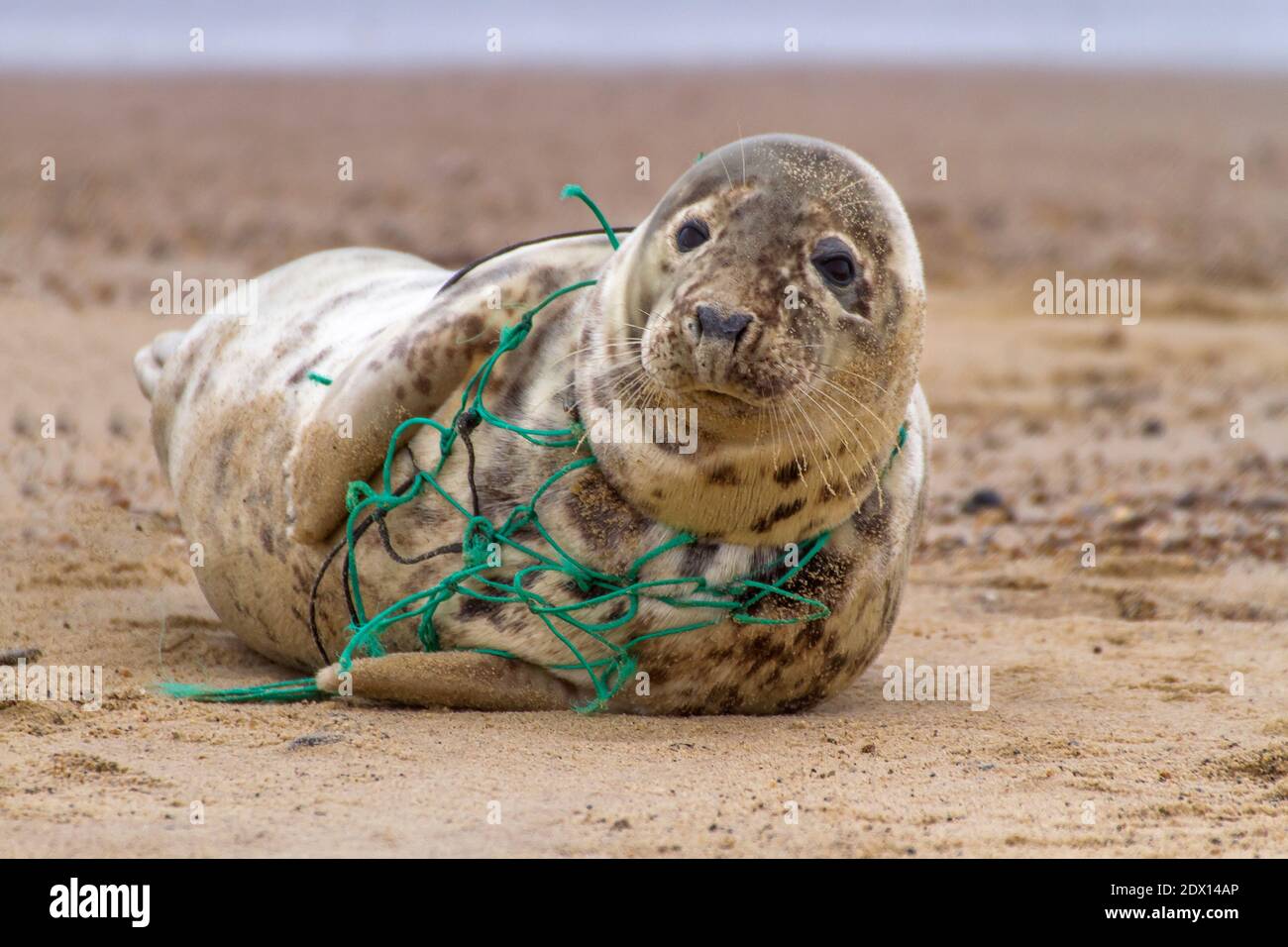 Seal caught in a fishing net hi-res stock photography and images - Alamy