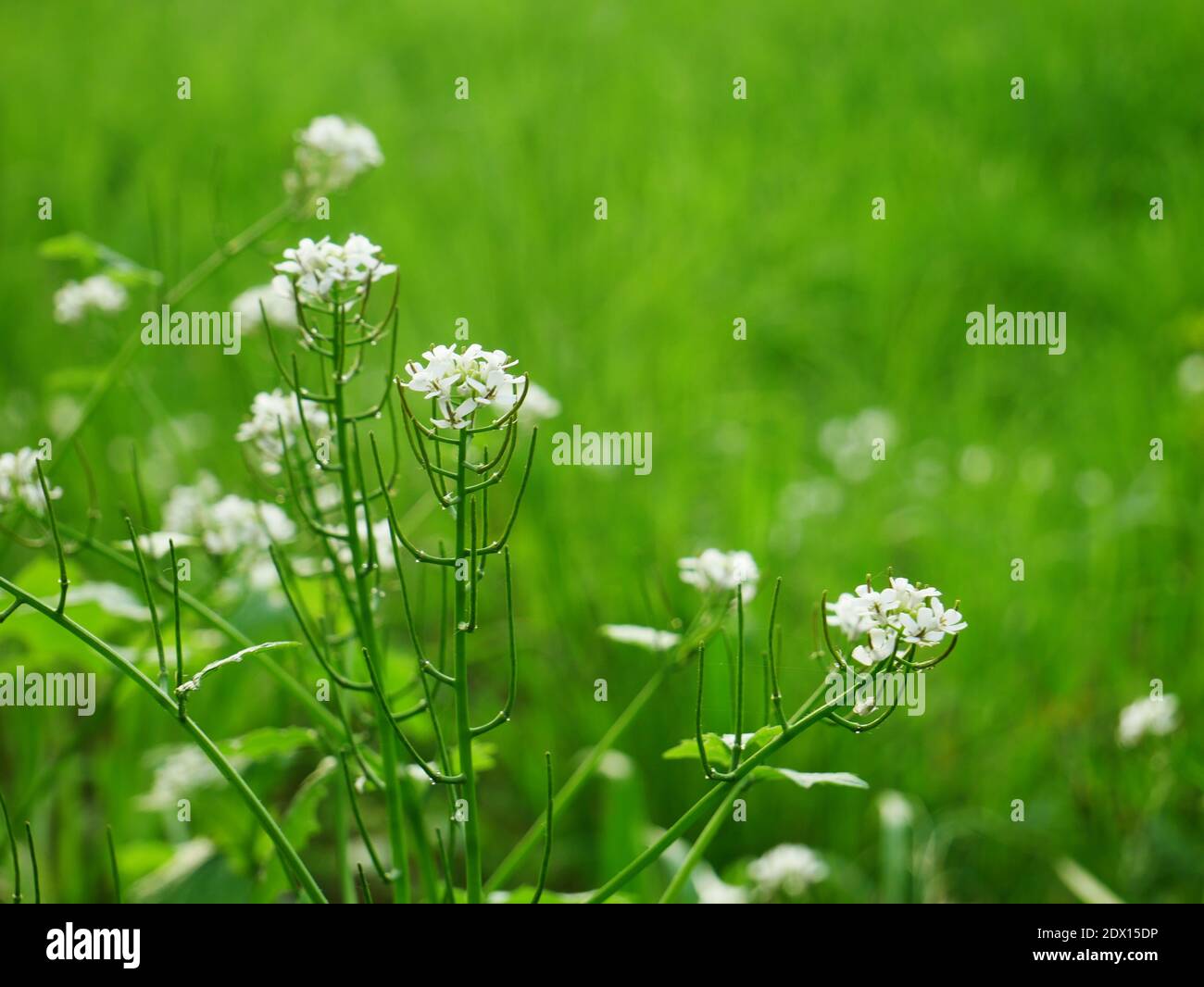 Background of spring wildflowers called Embankment flower Stock Photo ...