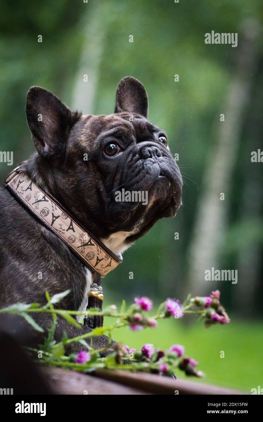 Brindle color dog French Bulldog breed, sad, in the rain outdoors in ...