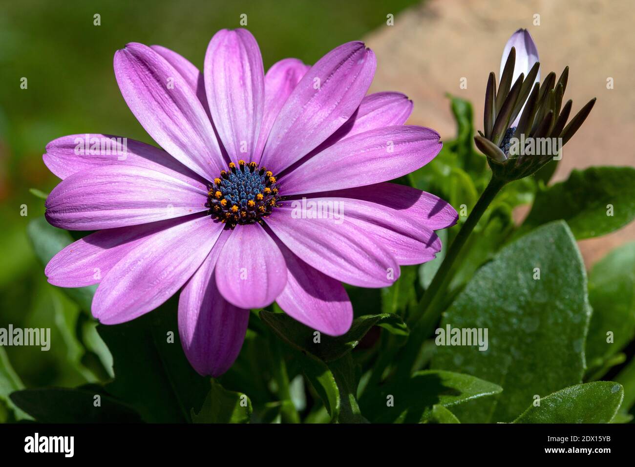 African Cape Daisy Osteospermum Soprano Purple, a bushy evergreen ...