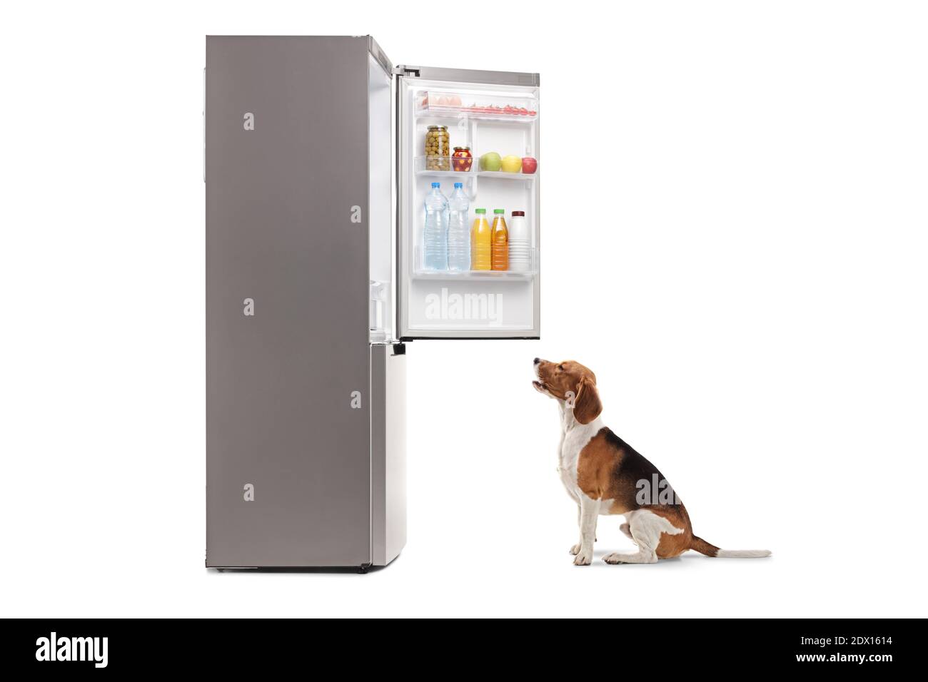 Beagle dog sitting in front of a fridge isolated on white background ...