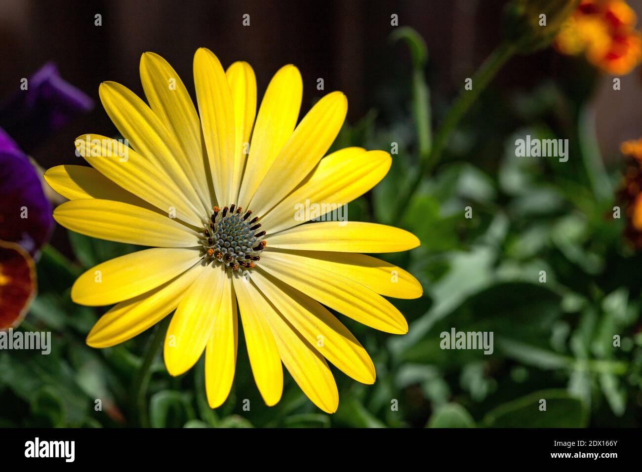 African Cape Daisy Osteospermum - Lemon Symphony, a bushy evergreen ...