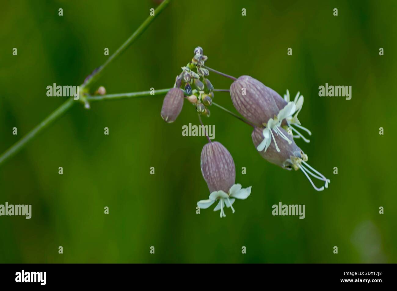 Bladder weed hi-res stock photography and images - Alamy