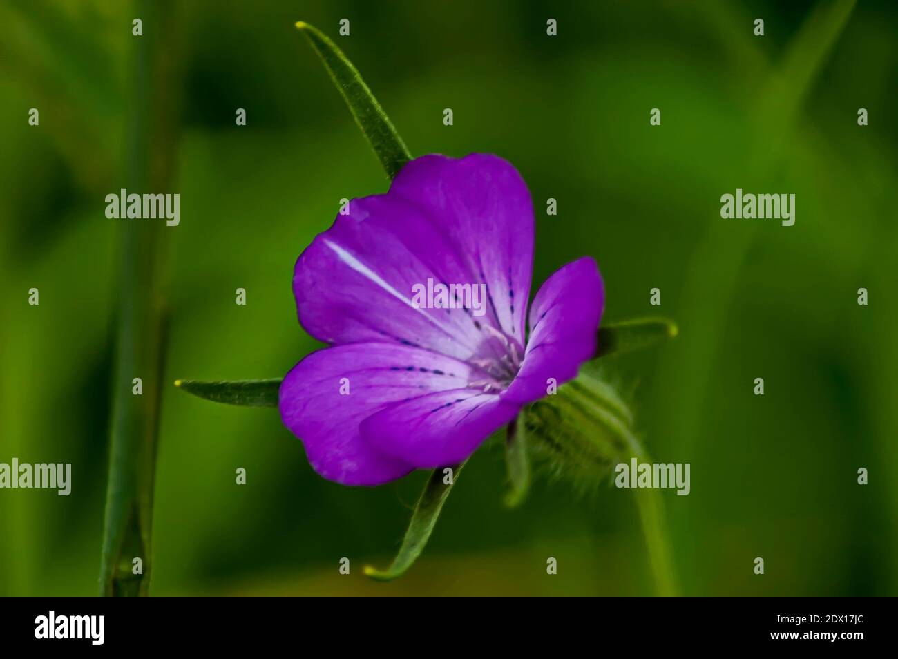 Corncockle, gith or Agrostemma githago common wild purple flower, Lozen ...
