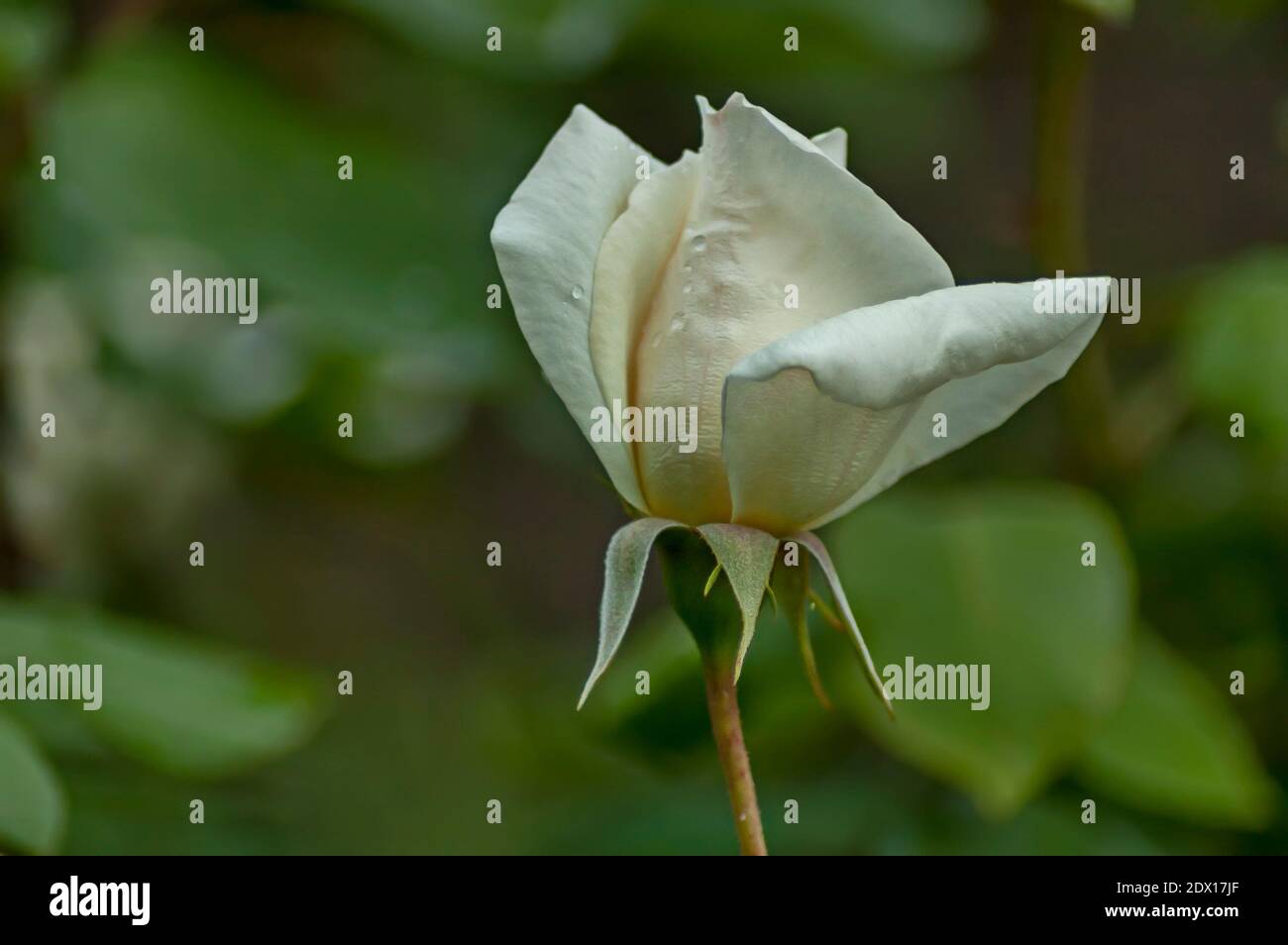 Photo of a rose bush with blooming white color in a nature park, Sofia ...