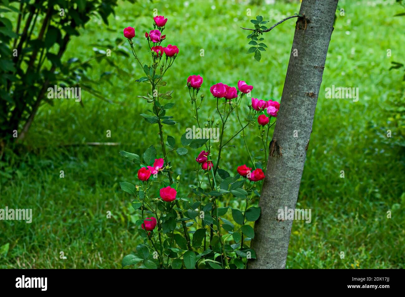 Photo of a rose bush with blooming pink color in a nature park, Sofia ...