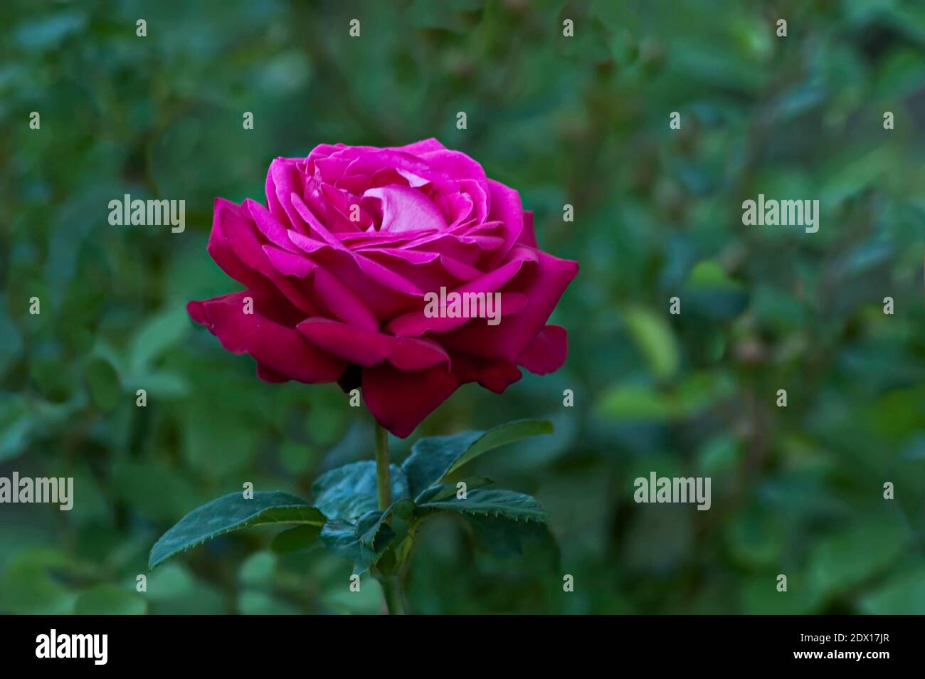 Photo of a rose bush with blooming pink color in a nature park, Sofia ...