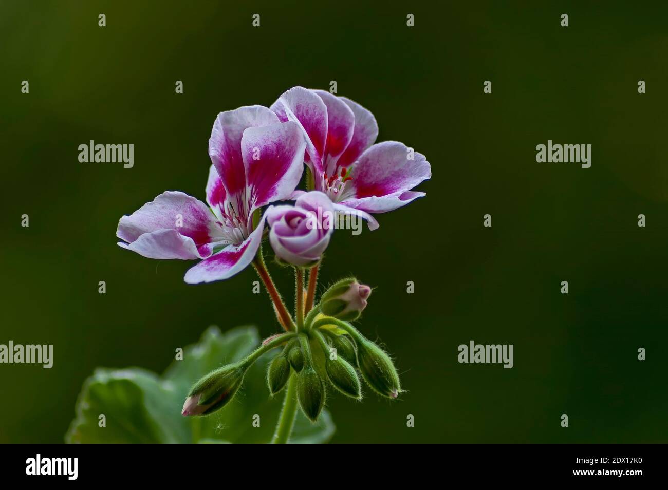 Pelargonium or Geranium pink color up close look at a group of ...