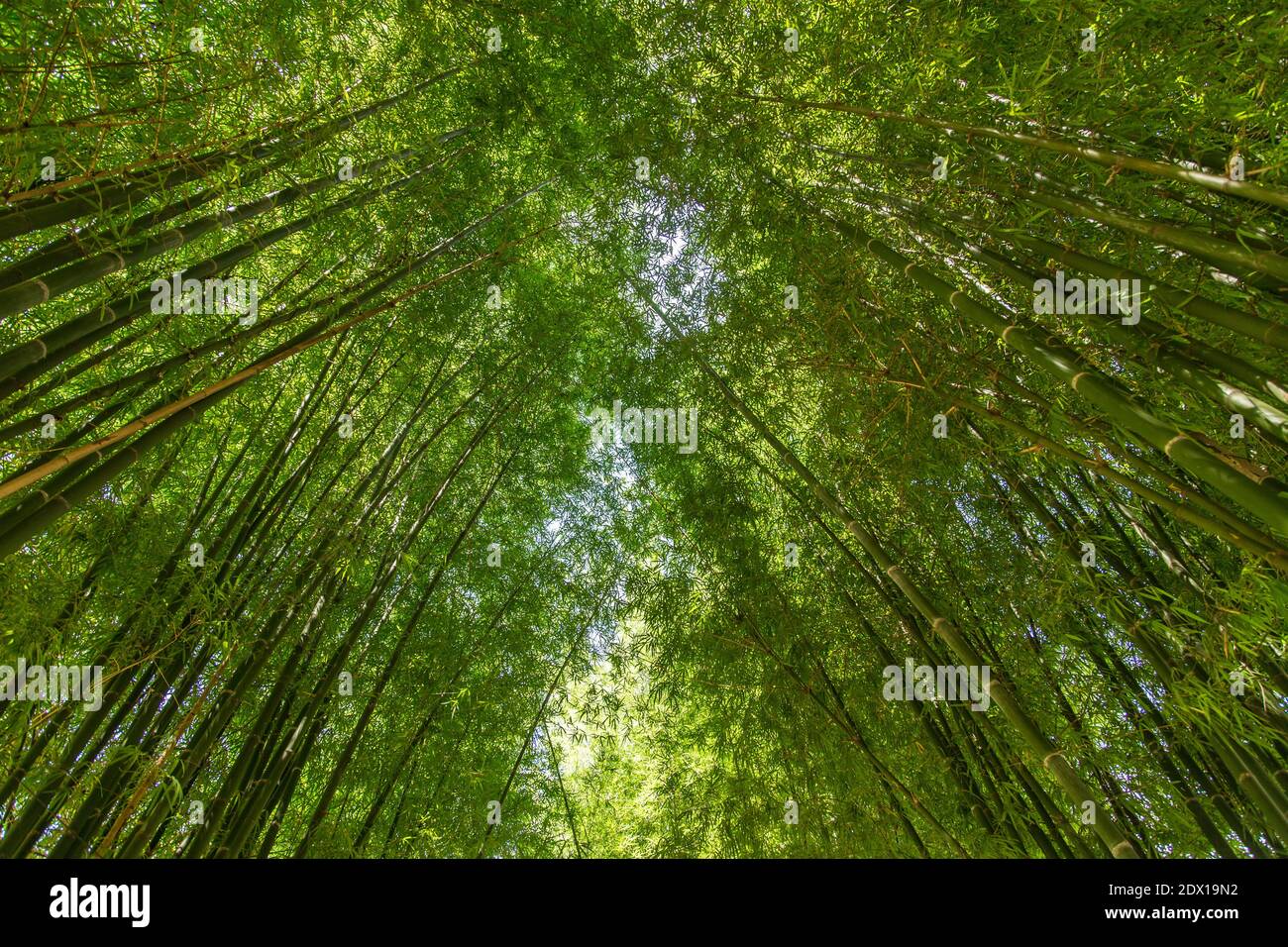 Bamboo forest tunnel hi-res stock photography and images - Alamy